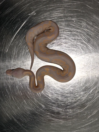 Super Banana Cinnamon 100%het Piebald Ball Python by Boop Ballers