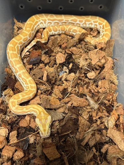 Pearl Burmese Python by DarkSide Morphs
