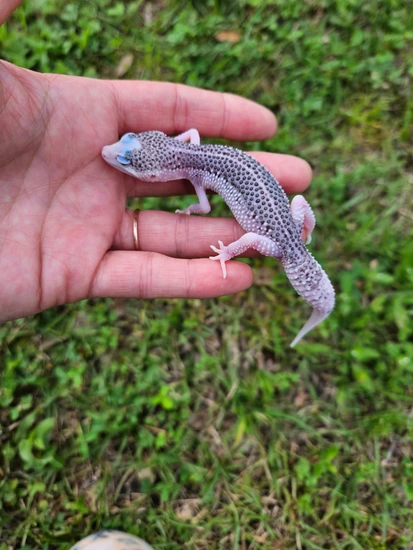 Super Snow Eclipse Leopard Gecko by Robust Reptiles