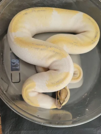 Highway Pied Fat Happy Holdback Ball Python by Pied Creations