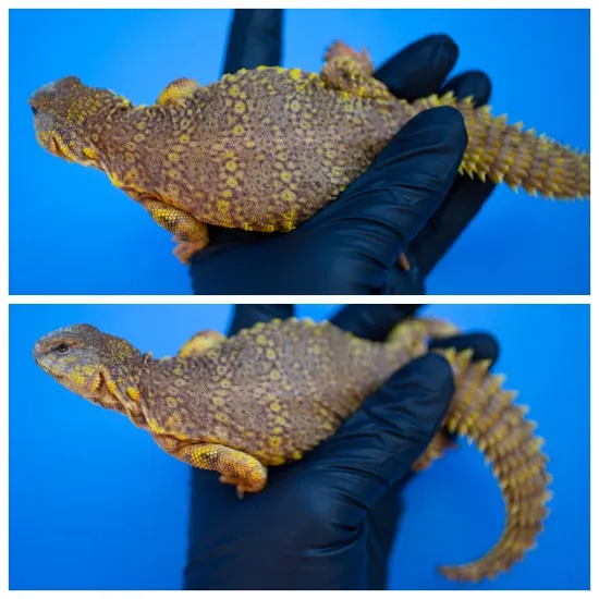 Stunning Yellow Geyri Female Uromastyx by Rockabirdie Reptiles