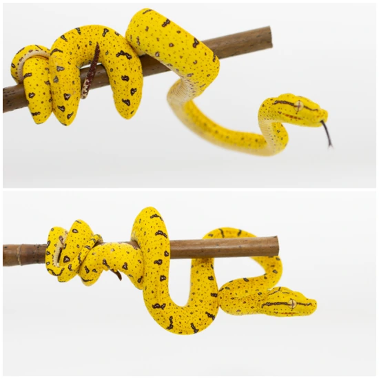 Stunning Merauke!! Green Tree Python by Rockabirdie Reptiles