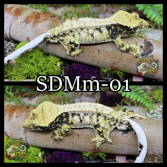 Extreme White Spot Crested Gecko by Rockstar Geckos