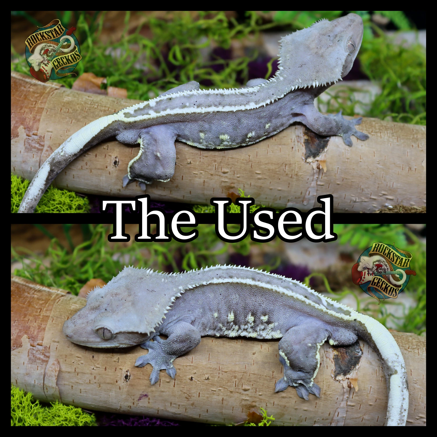 Rockstar Geckos's Collection - MorphMarket