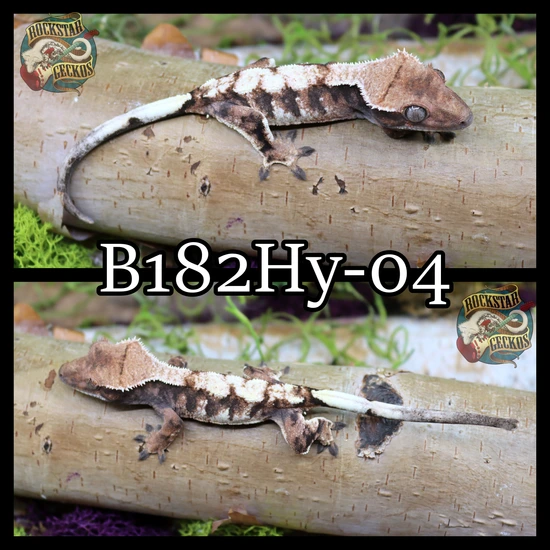 Sable Crested Gecko by Rockstar Geckos