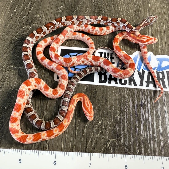 *Snow Maker* Group Of Corns Corn Snake by The Wild Backyard
