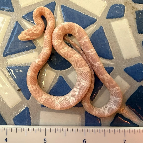 Coral Snow Hatchling Corn Snake by The Wild Backyard