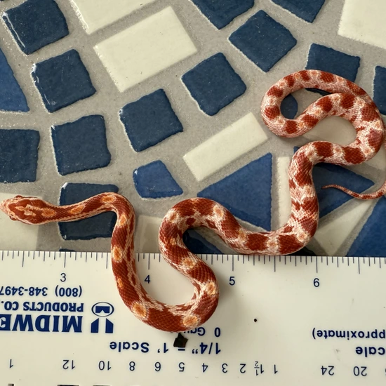 Red Factor Amelanistic Corn Snake by The Wild Backyard