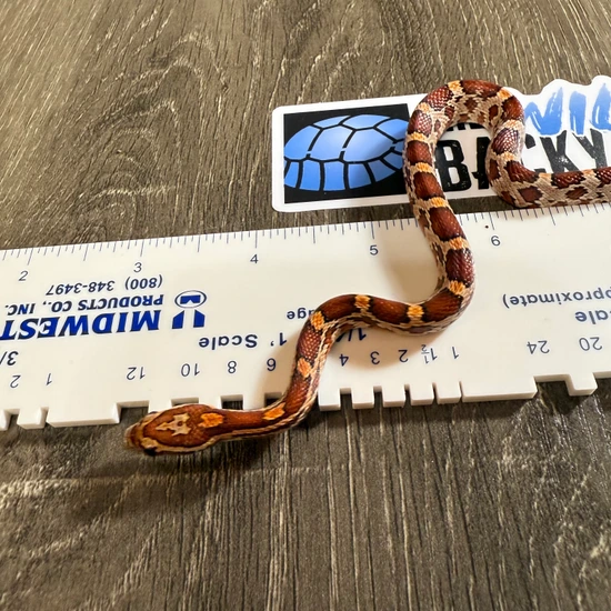 Normal Het Anerythristic Corn Snake by The Wild Backyard