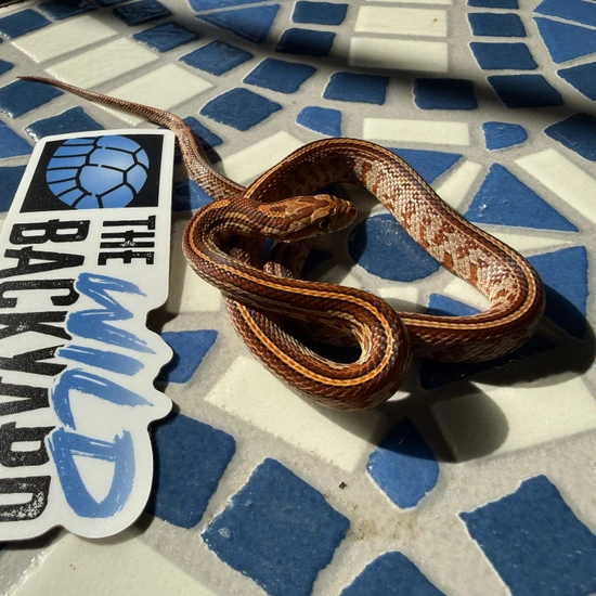 Red Factor Tessera Corn Snake by The Wild Backyard