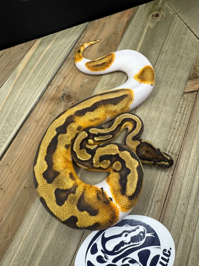 Enchi-Yellow Belly- Pied- FREE Shipping Sale Ball Python by Rocky's ...