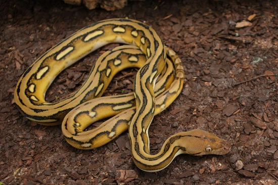 Mindanao Suntiger Female Reticulated Python by Rnb Reptiles