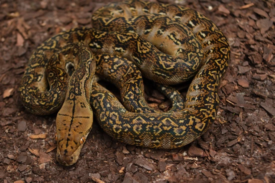 Marble Ternate Mindanao Kalaotoa Reticulated Python by Rnb Reptiles