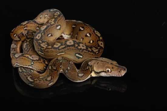 Philuku Tribal Female 1 ( Ternate Mindanao Bohol ) Reticulated Python ...