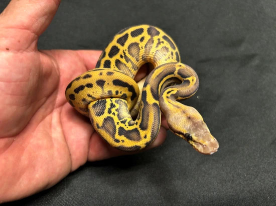 Confusion Leopard Mojave Pastel Yb Het Clown Ball Python by ...
