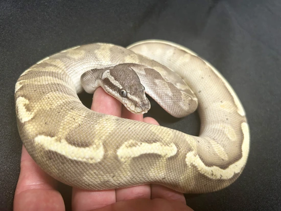 Ghi Butter Yb Ghost Ball Python by RMsNightstalkers