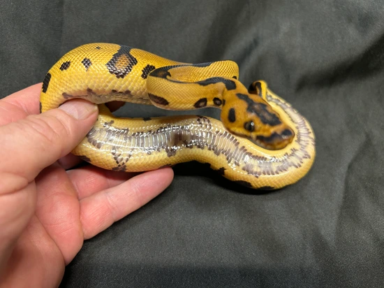 Batman Enchi Redstripe Od Yb Ball Python by RMsNightstalkers