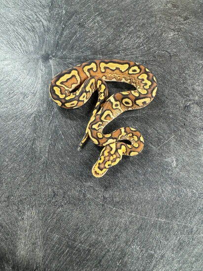 Cinnamon Red Stripe Yellow Belly Spotnose Clown Ball Python by BR ...