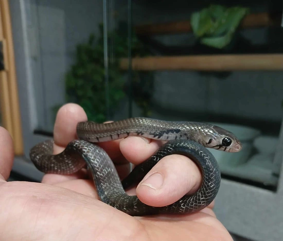 Axanthic Black Tail Cribo Cribo & Indigo Snakes by R.O.G Reptiles