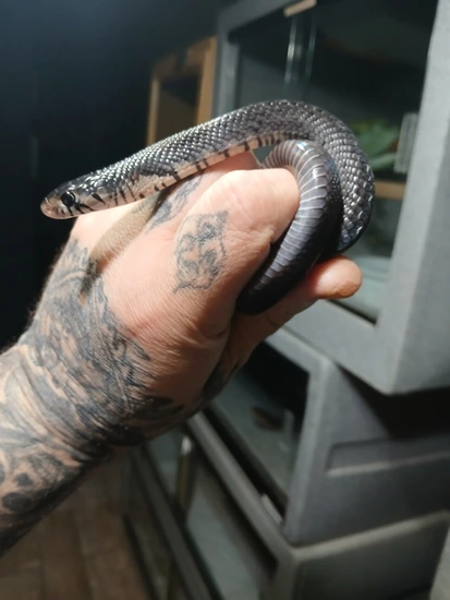 Mexican Red Tail Indigo (Rubidus) Cribo & Indigo Snakes by R.O.G Reptiles
