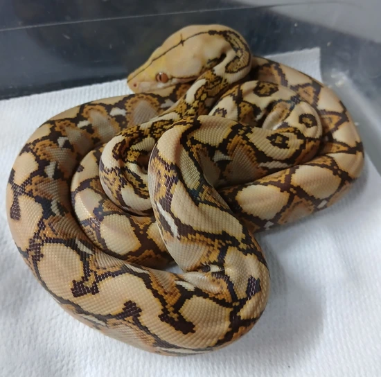 Mochino Reticulated Python by R.O.G Reptiles