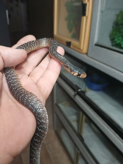 Red Mexican Indigo Guerrero Cribo & Indigo Snakes by R.O.G Reptiles