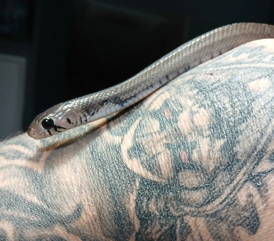 AXANTHIC Black Tail Cribo Cribo & Indigo Snakes by R.O.G Reptiles