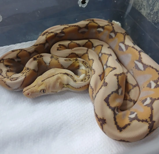 Mochino Platinum Reticulated Python by R.O.G Reptiles