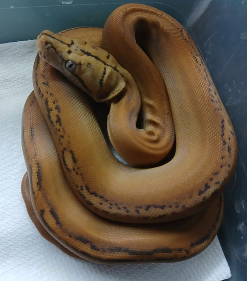 Mochino Golden Child Reticulated Python by R.O.G Reptiles
