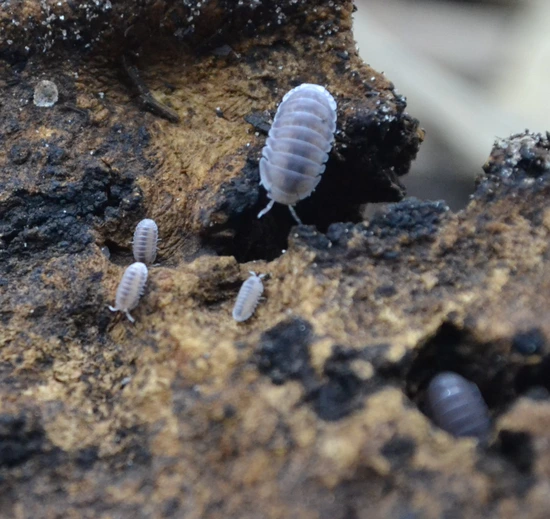 "Penguin" Cubaris Sp. 10ct Isopod by Rogue Xotics