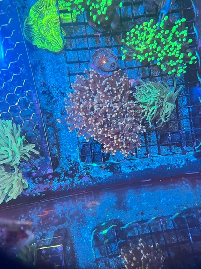 8 Head Peach Octospawn Lps by Roman’s Reef Reptiles and Family Pets