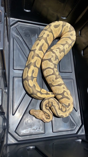 (Super Pastel Enchi YB) Ball Python by Rooeys.Reptiles
