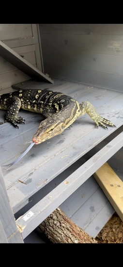 4yro Male Water Monitor by Rooeys.Reptiles