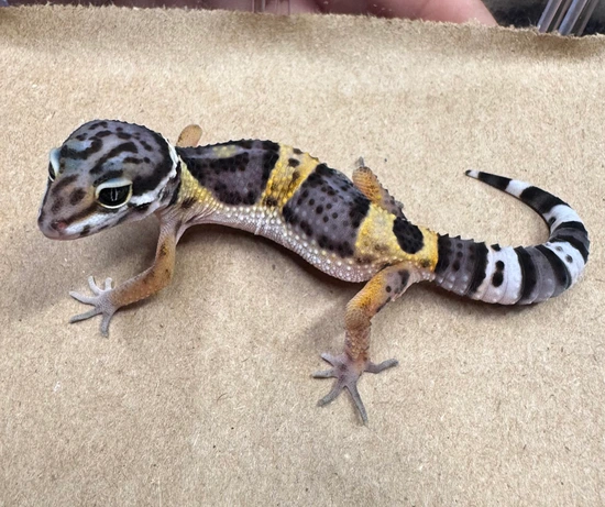 White And Yellow 50% Black Night/Black Pearl Leopard Gecko by ...