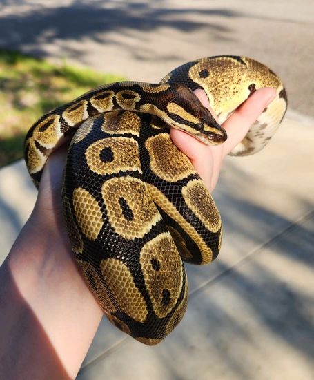 Libby Fire BP Ball Python by Madi Poole