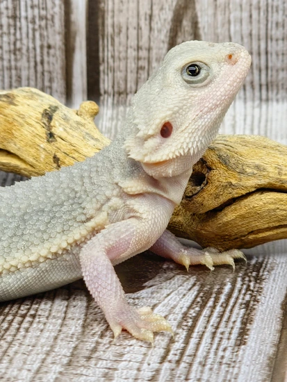 Hypo Translucent Zero Central Bearded Dragon by Bourbon City Exotics