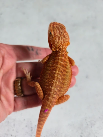 BRIGHT Tangerine Orange Hypo Translucent Leatherback Central Bearded Dragon by Bourbon City Exotics