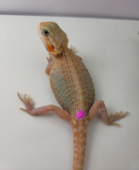 Hypo Translucent Leatherback Genetic Stripe 100% Het Witblits 50% Het ...