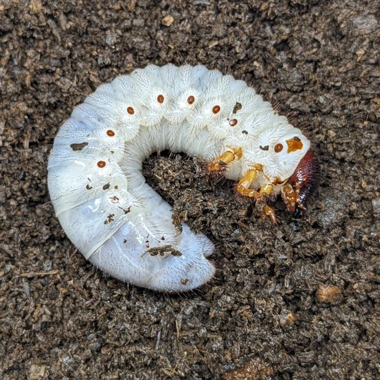 Eastern Hercules Beetle Larva by Leg & Leaf