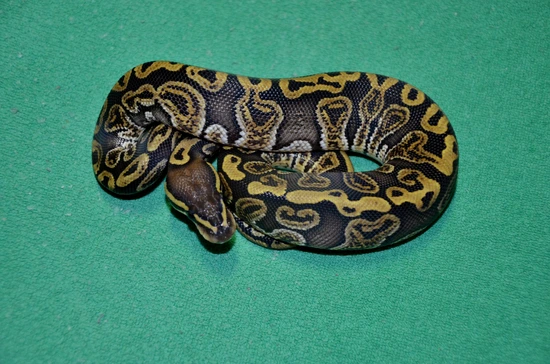 GHI Dh Monsoon Clown Ball Python by Royalsnakes