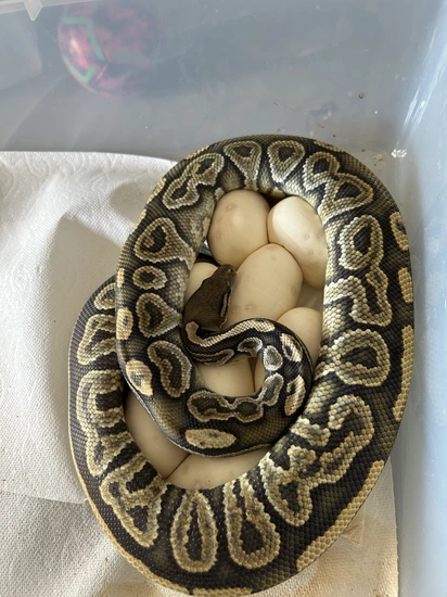 Cinnamon Orange Ghost Ball Python by Reptile Addiction