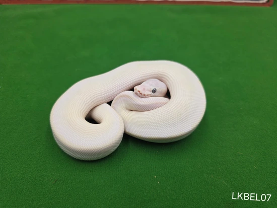 Mocha Mojave Ball Python by Ball In Hand Pythons LLC