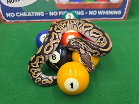 Black Pastel Crypton Ball Python by Ball In Hand Pythons LLC