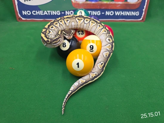 Hurricane Mojave YB Het Puzzle Ball Python by Ball In Hand Pythons LLC