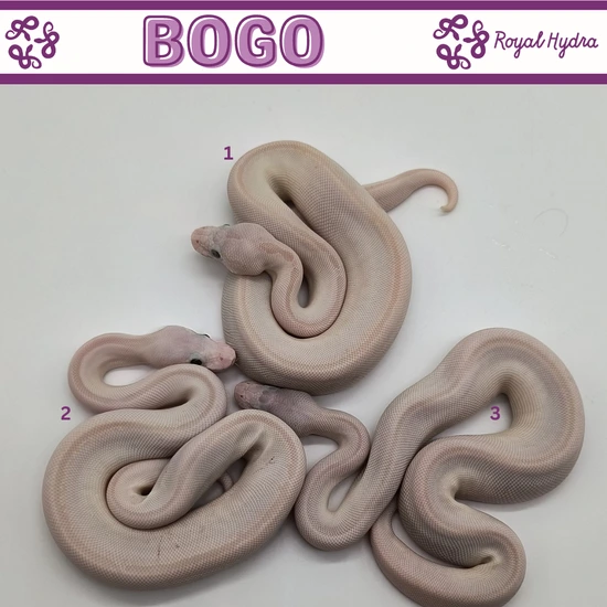*BOGO 50%* Super Russos (BEL) Ball Python by Royal Hydra