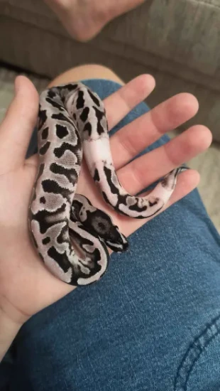 Axanthic (VPI) Piebald Ball Python by Royal Hydra