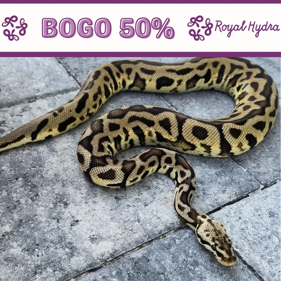 *BOGO 50%* Pastel Spotnose Leopard Ball Python by Royal Hydra