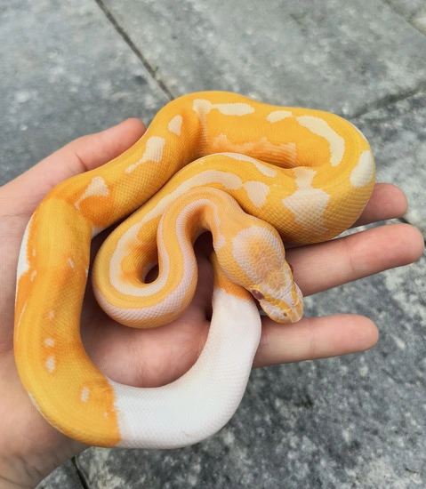 Candino Pied Ball Python by Royal Hydra