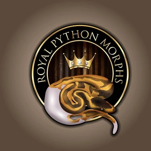 Royal Python Morphs - MorphMarket