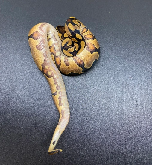 Enchi YellowBelly Ball Python by Marleys Morphs